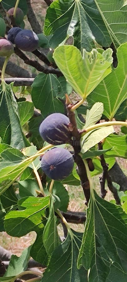 Fig tree in Tuscany Italy stock photo. Image of branch - 255308410