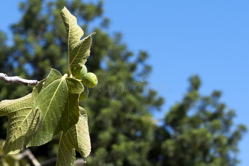 Fig tree twig in sunlight stock photo. Image of climate - 160392064