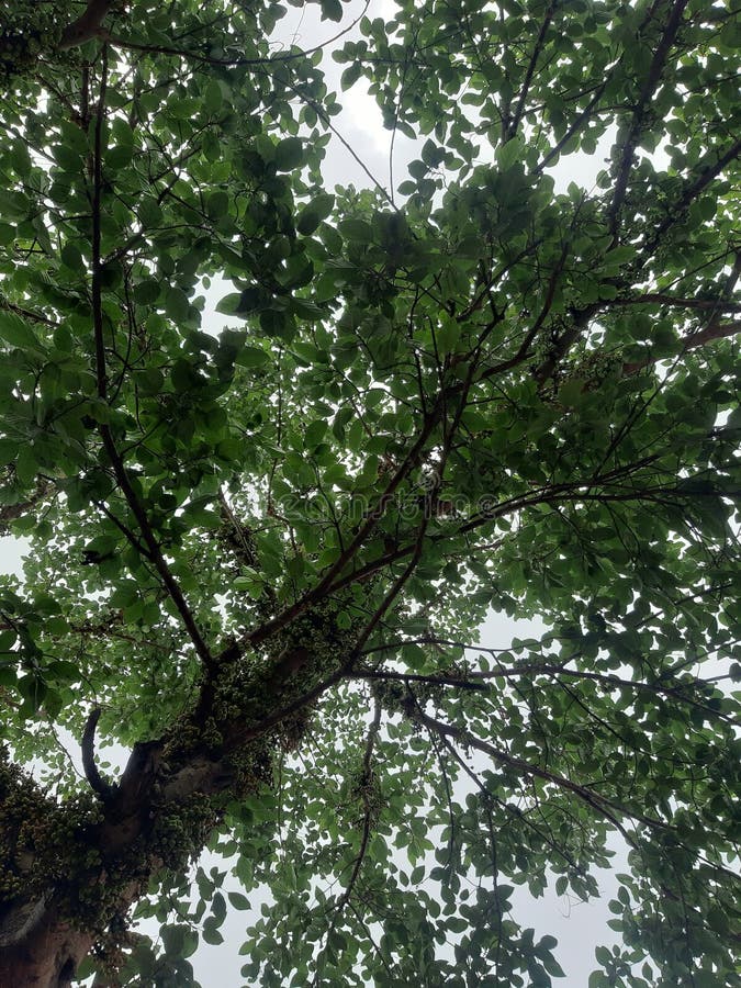 Fig in the Tree. Very Taste To Eat Stock Image - Image of tree, taste ...
