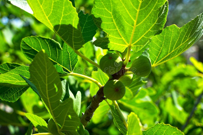 Fig tree stock photo. Image of leave, leaf, tree, green - 56929986