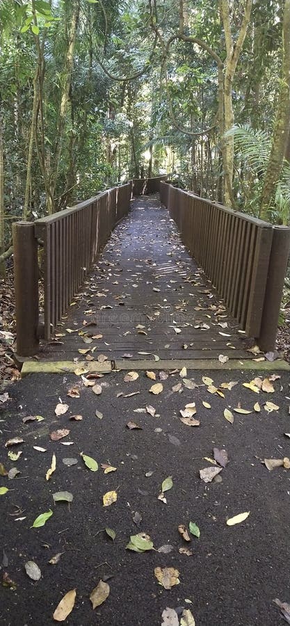 Fig Tree Walk stock image. Image of wood, backyard, tree - 247402279