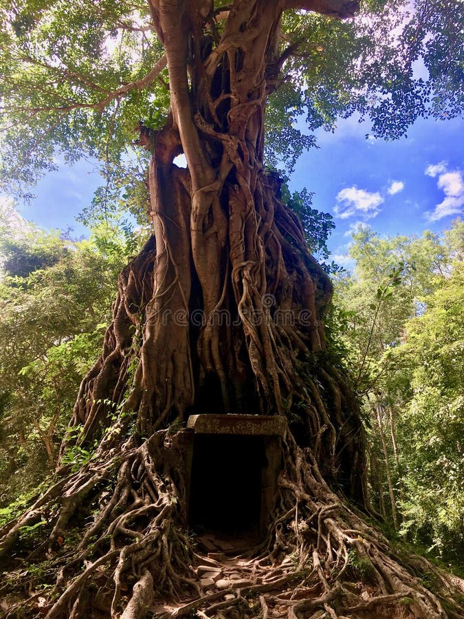 Tree engulfing an old tomb stock photo. Image of tomb - 137009082