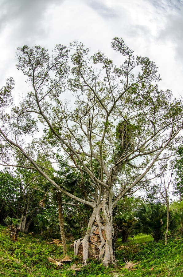 Fig tree stock photo. Image of leaf, common, agriculture - 38519358