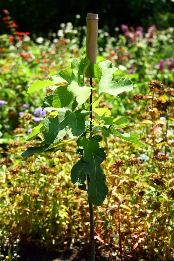 Young Fig Tree Stock Photos - Download 827 Royalty Free Photos