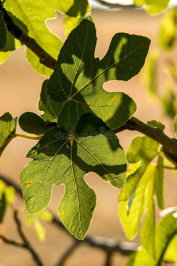 Fig Trees Backlit at Sunset Stock Image - Image of spring, leaves ...