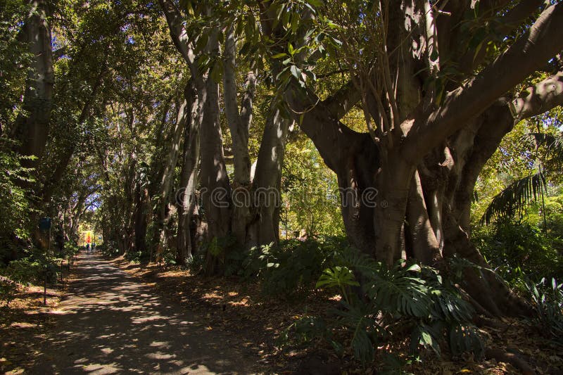Fig Trees in Botanic Garden in Adelaide, South Australia Stock Photo ...