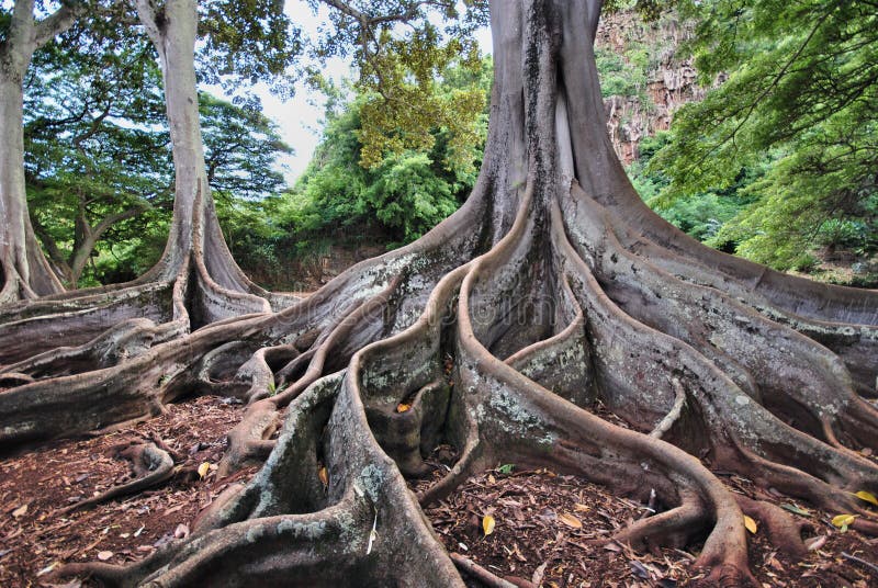 Moreton Bay Fig Tree 2 stock image. Image of tropical - 6041649