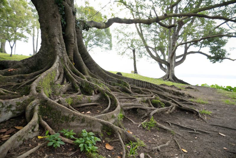 Fig trees roots stock illustration. Illustration of green - 366612378