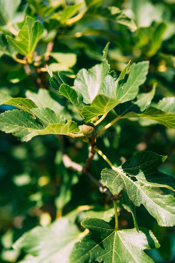 Fig Trees, Small Fruits. Ripening Figs on Tree Stock Photo - Image of ...