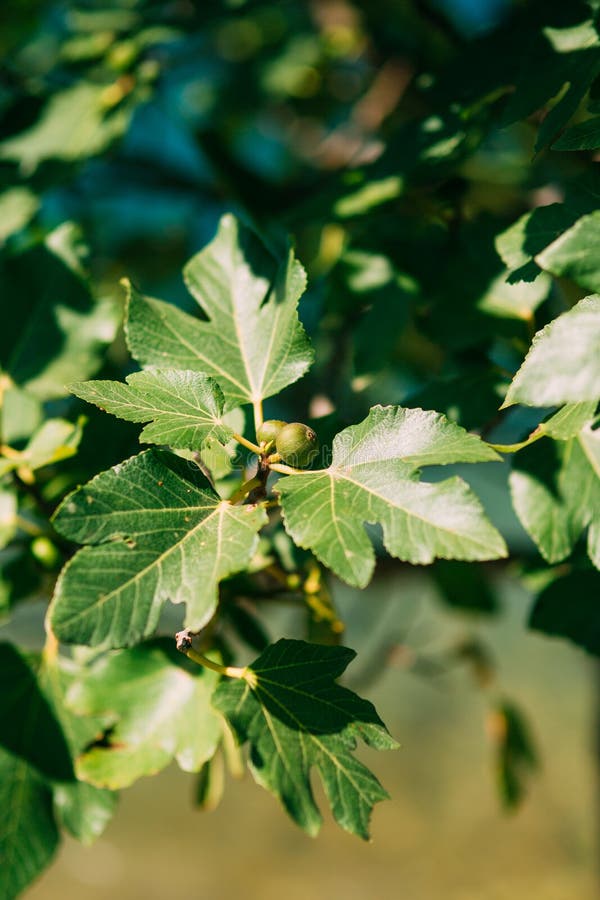 Fig Trees, Small Fruits. Ripening Figs on Tree Stock Photo - Image of ...