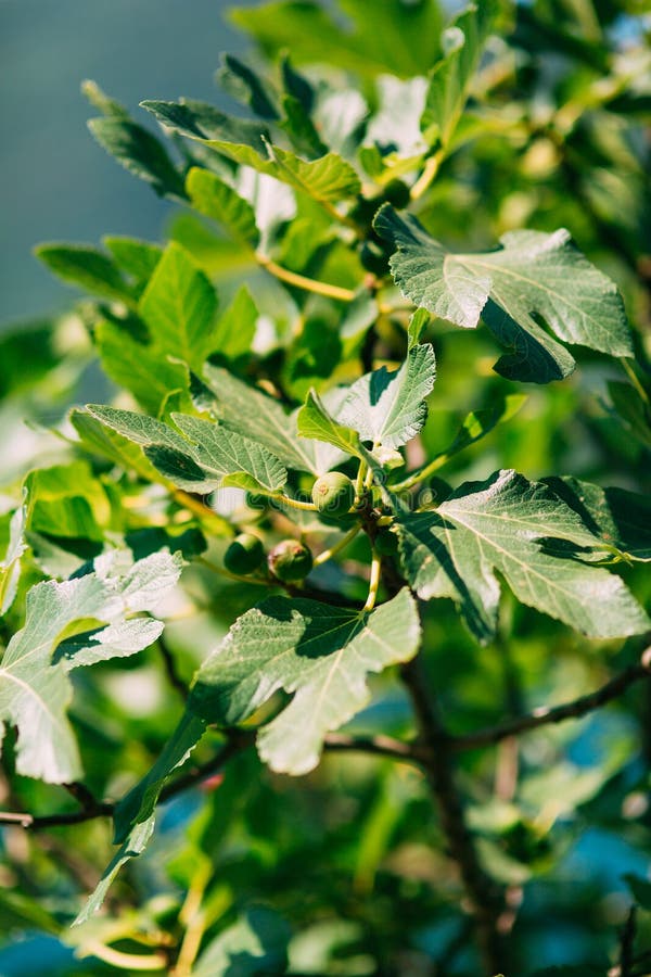 Fig Trees, Small Fruits. Ripening Figs on Tree Stock Photo - Image of ...