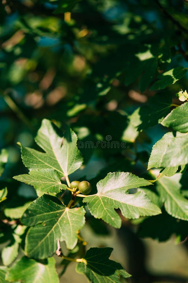 Fig Trees, Small Fruits. Ripening Figs on Tree Stock Image - Image of ...