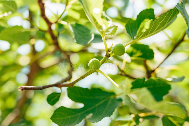 Fig Trees, Small Fruits. Ripening Figs on Tree Stock Photo - Image of ...