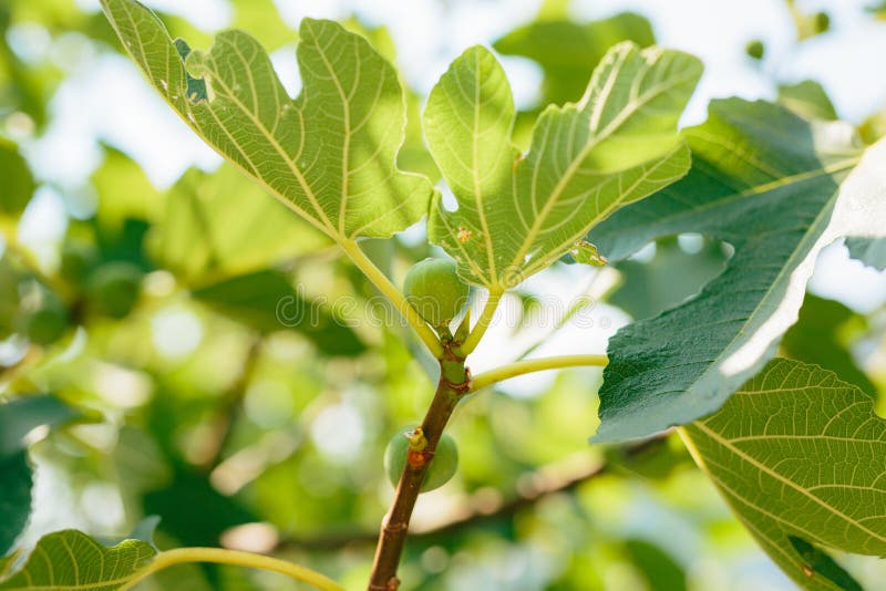 Fig Trees, Small Fruits. Ripening Figs on Tree Stock Image - Image of ...