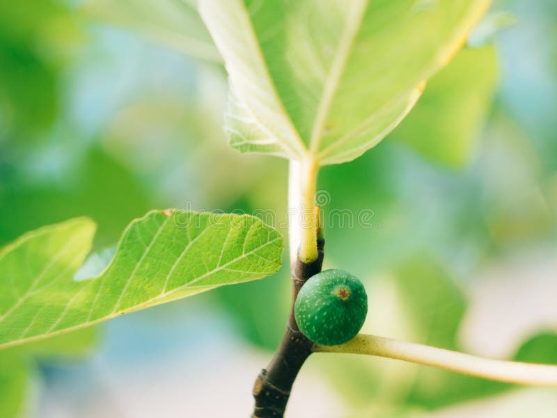 Fig Trees, Small Fruits. Ripening Figs on Tree Stock Image - Image of ...