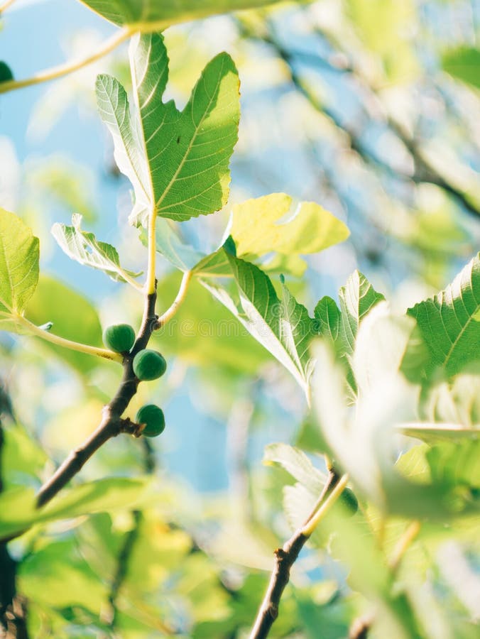 Fig Trees, Small Fruits. Ripening Figs on Tree Stock Image - Image of ...