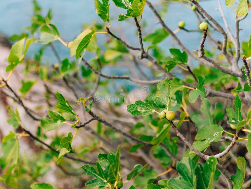 Fig Trees, Small Fruits. Ripening Figs Stock Photo - Image of medicine ...