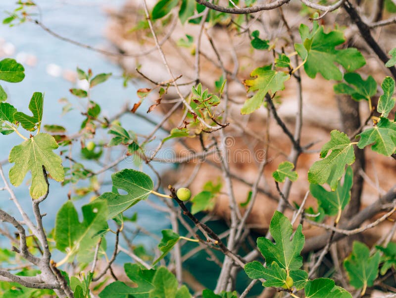 Fig Trees, Small Fruits. Ripening Figs Stock Image - Image of close ...