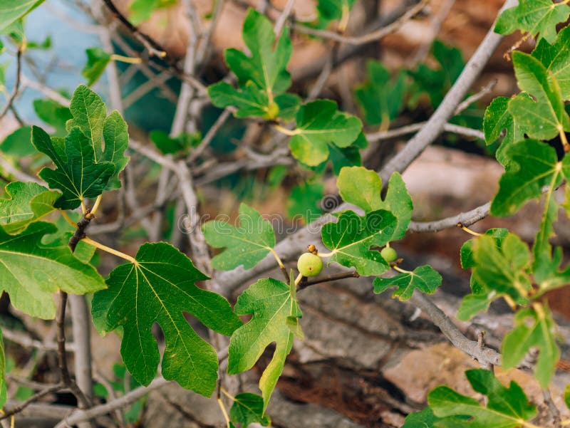 Fig Trees, Small Fruits. Ripening Figs Stock Image - Image of herb ...