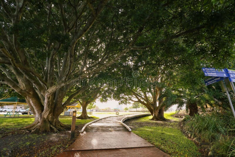 Fig Trees Spanning a Walking Path at Forster, NSW Australia Stock Image ...