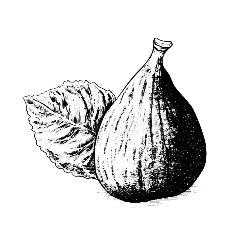Fig Vector Drawing. Isolated Hand Drawn Object, Engraved Style ...