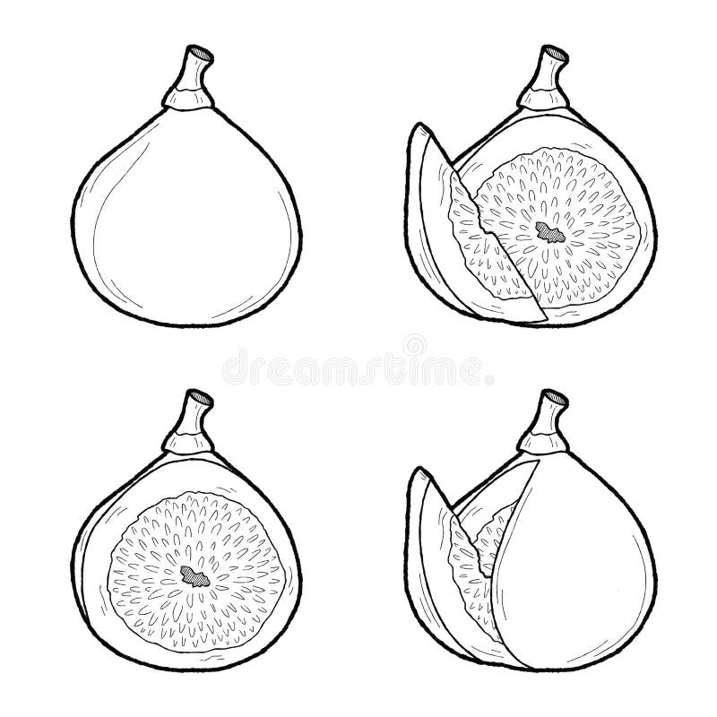 Fig Tree Pencil Stock Illustrations – 26 Fig Tree Pencil Stock ...