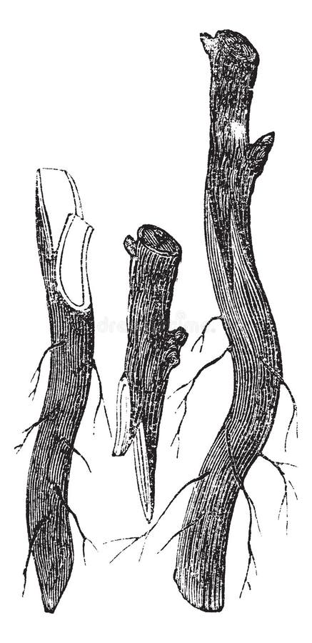 Plant Grafting Stock Illustrations – 110 Plant Grafting Stock ... Plant Grafting Stock Illustrations – 110 Plant Grafting Stock ...