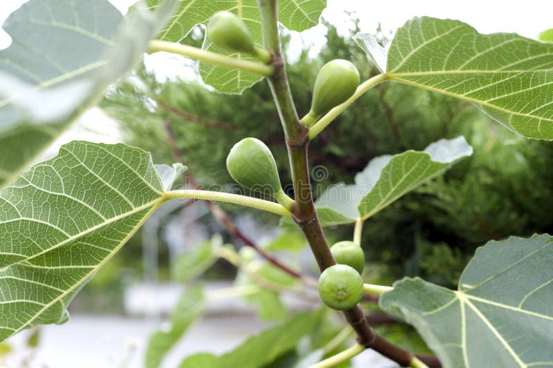 Figh tree stock photo. Image of food, green, fruit, orchard - 21511826
