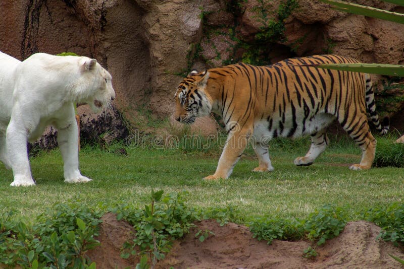 Fight stock image. Image of life, nature, grass, fight - 264999