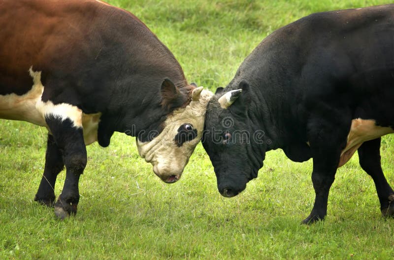 Fight stock image. Image of cattle, brute, confronting - 7429445