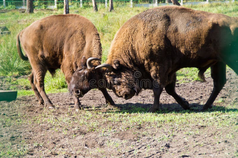 Bison fight stock image. Image of fight, bull, head, brown - 18913201