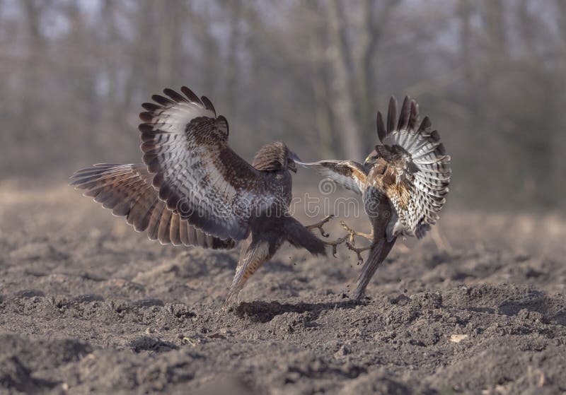Fight of buzzards stock photo. Image of buzzards, predator - 140611458