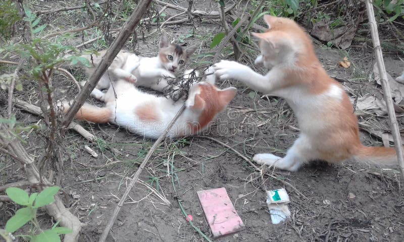 FIGHT of CAT stock photo. Image of fight, pets, funnycat - 110112866