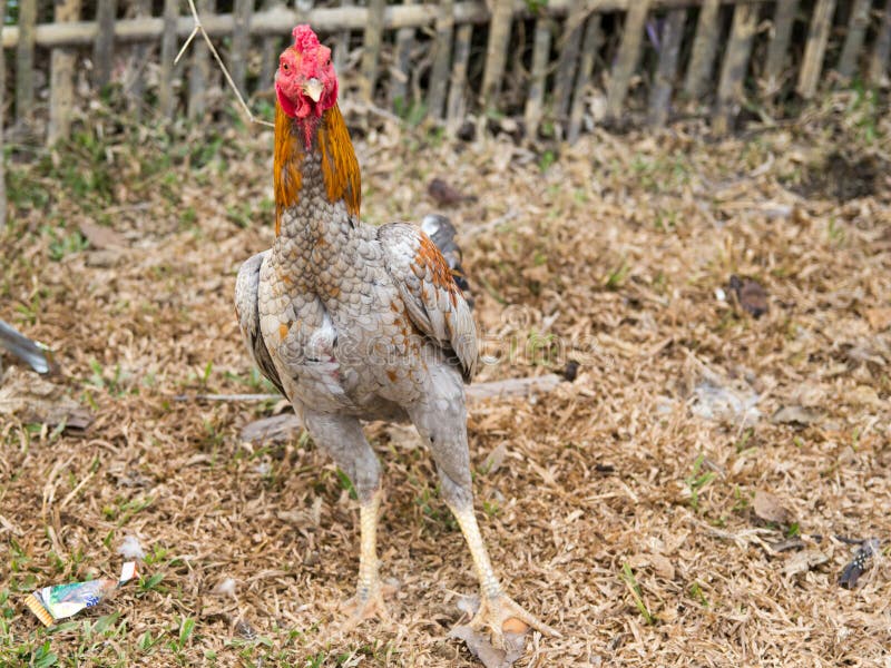 Fight Chicken Farming. stock image. Image of farm, avian - 137366731