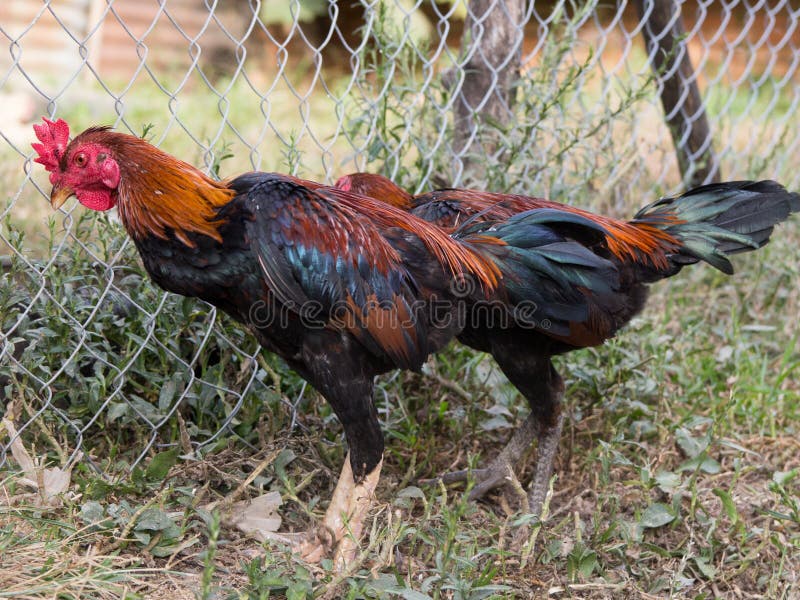 Fight Chicken Farming. stock photo. Image of cockerel - 137368584