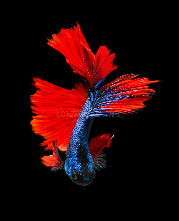 Fight fish stock photo. Image of color, fight, aquarium - 127619312