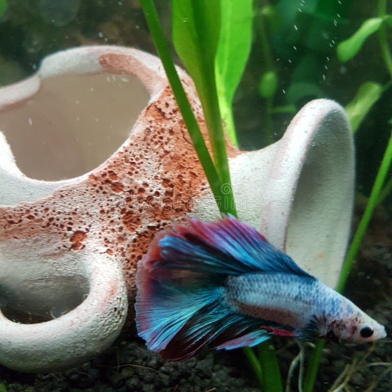 Fish Bery Stock Photos - Free & Royalty-Free Stock Photos from Dreamstime