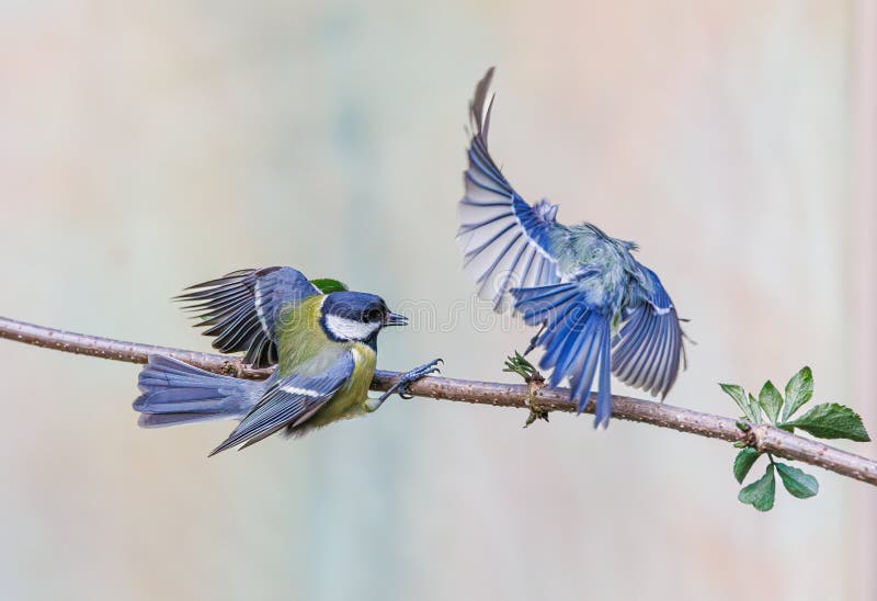 Fight between Great Tit, Parus Major, and Blue Tit, Cyanistes Caeruleus ... Fight between Great Tit, Parus Major, and Blue Tit, Cyanistes Caeruleus ...