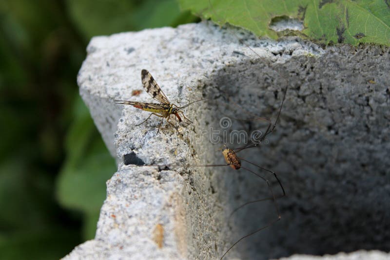 Fight insect stock photo. Image of wild, animals, insect - 59433424