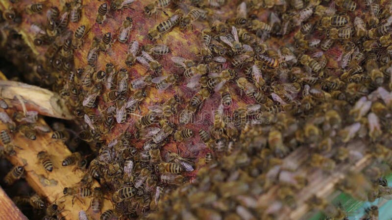 Fight Inside the Species of Insects. Young Queen Bee Stock Video ...