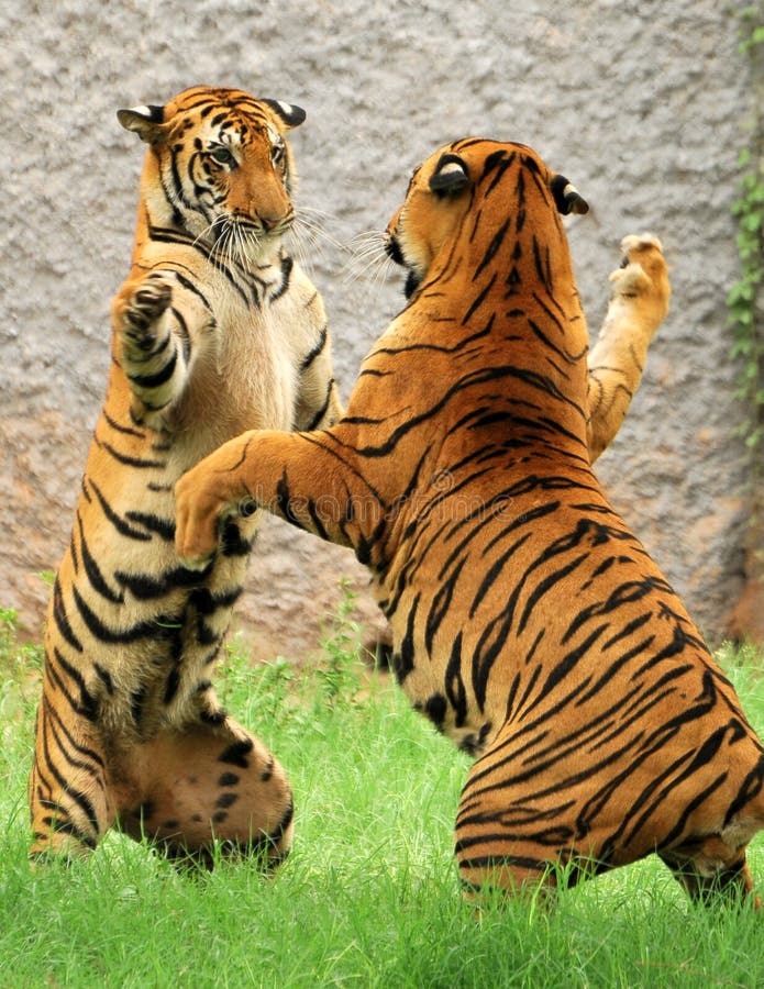 Two tigers stock photo. Image of white, asia, grass, spots - 10206406