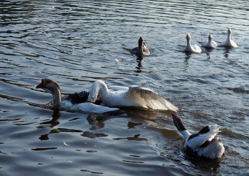 Fight of Leaders of Goose Pack Stock Image - Image of fowl, lake: 225767897
