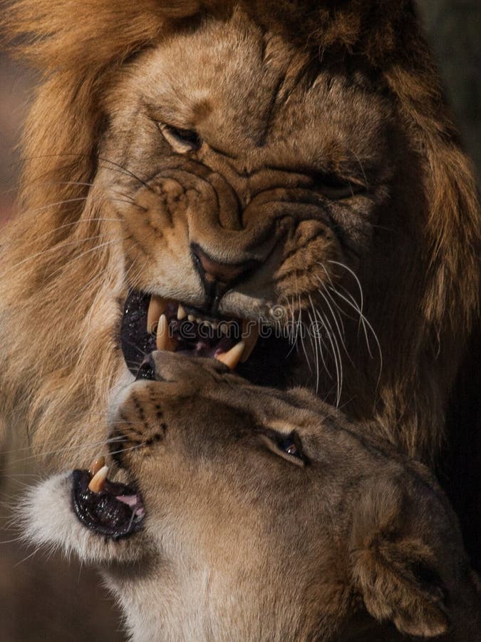 Lion Fighting Lioness Photos - Free & Royalty-Free Stock Photos from ...