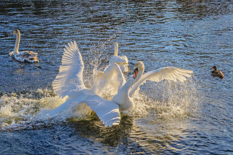 Fight of swans stock image. Image of aggressive, intimidation - 95260363