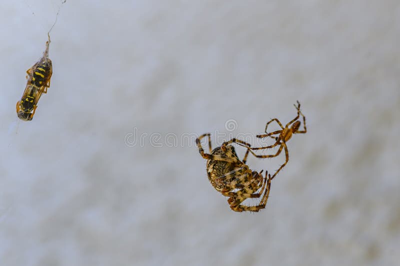 Fight between Two Differently Sized Spiders Stock Photo - Image of ...