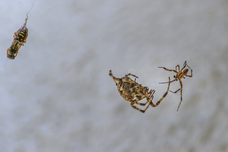 Fight between Two Differently Sized Spiders Stock Photo - Image of hang ...