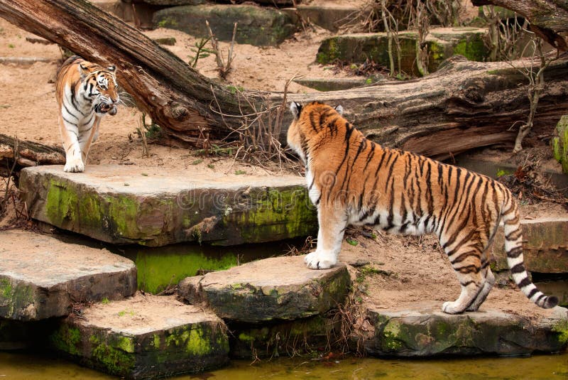 Fight of Two Siberian Tigers Stock Image - Image of animal, wild: 35168597
