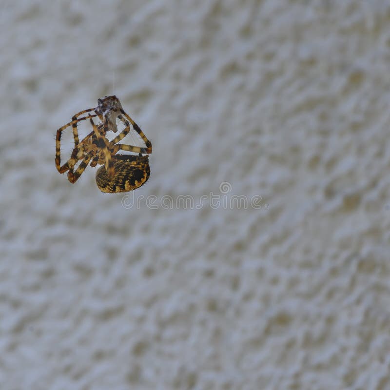 Fight between Two Spiders of Different Size, the Smaller Has Lost and ...