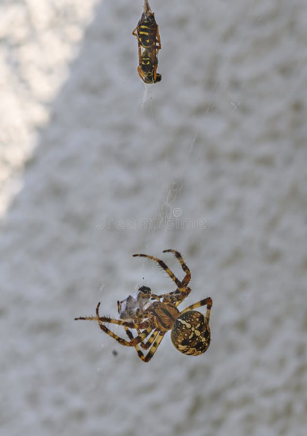 After Fight between Two Spiders of Different Size, the Smaller Has Lost ...