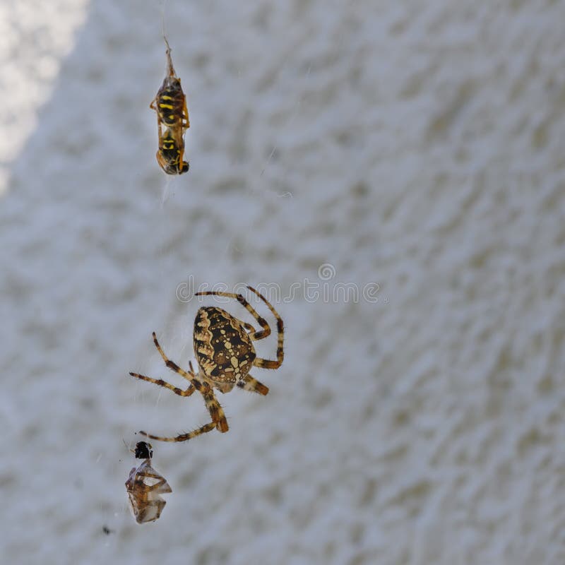 Fight between Two Spiders of Different Size, the Smaller Has Lost and ...